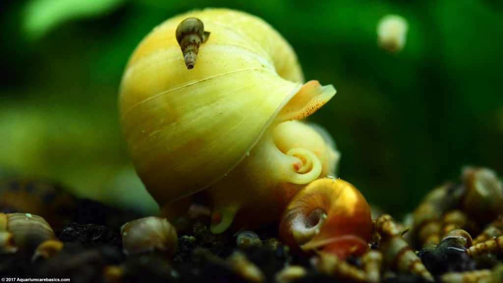 What Is The Best Aquarium Advice For Beginners?