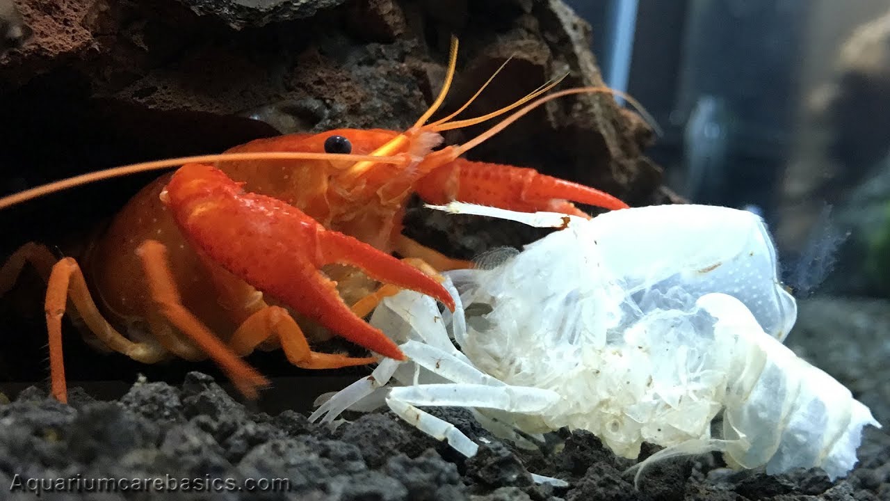 Aquarium Crayfish Eating Shells For Minerals - Video
