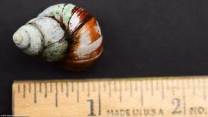 Japanese Trapdoor Snails: Care, Size, Diet & Reproduction - Video