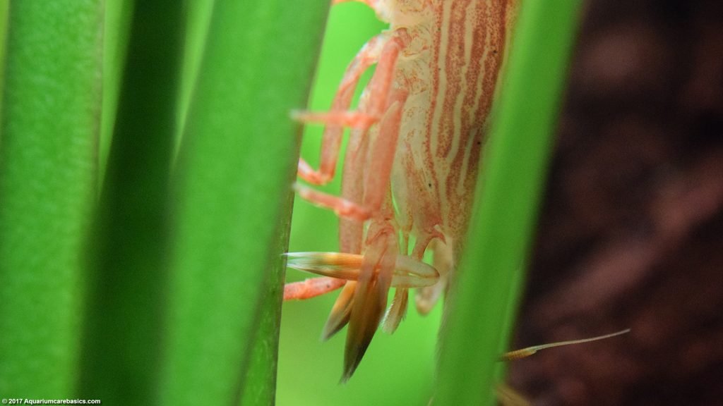 Bamboo Shrimp: Tank Mates, Food, Care, Feeding - Video
