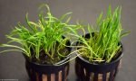 Micro Sword Plant: Care, Carpet Grass, Lighting & Algae