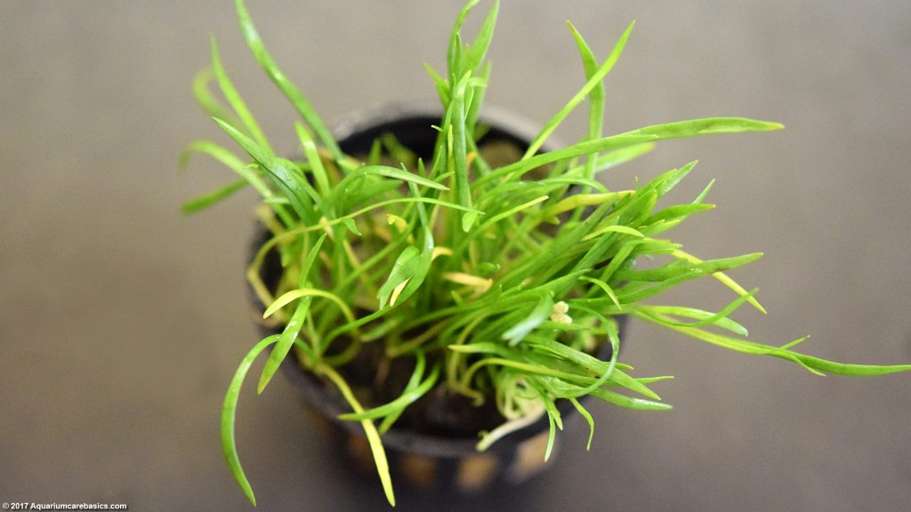 Micro Sword Plant: Care, Carpet Grass, Lighting & Algae