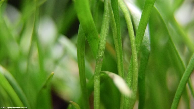 Micro Sword Plant: Care, Carpet Grass, Lighting & Algae