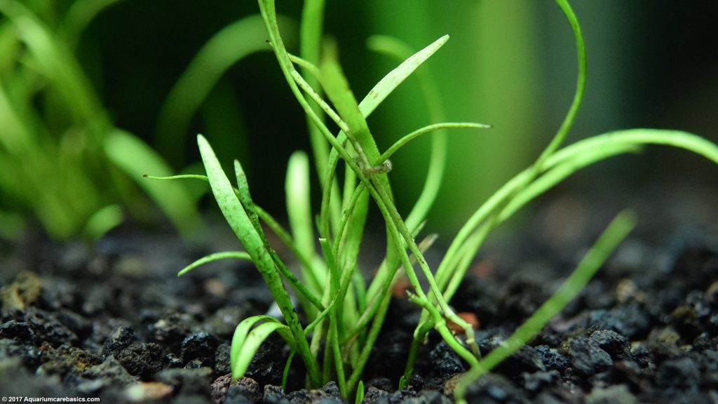 Micro Sword Plant: Care, Carpet Grass, Lighting & Algae