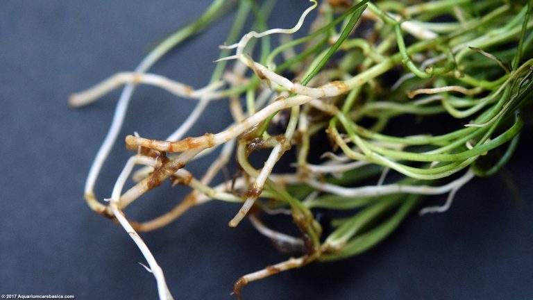 Micro Sword Plant: Care, Carpet Grass, Lighting & Algae