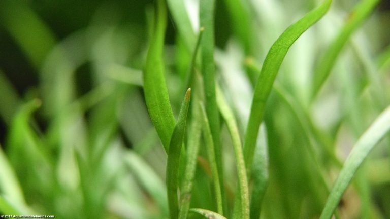 Micro Sword Plant: Care, Carpet Grass, Lighting & Algae