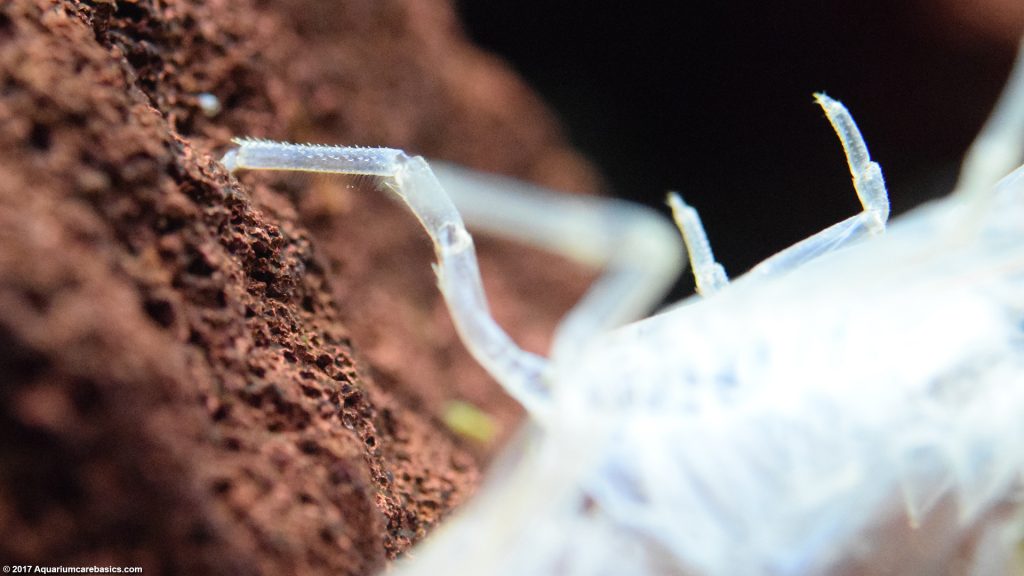 Bamboo Shrimp: Tank Mates, Food, Care, Feeding - Video