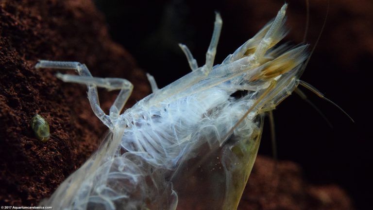 Bamboo Shrimp: Tank Mates, Food, Care, Feeding - Video