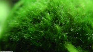 Marimo Moss Ball: Care, Water Parameters & Lighting - Video