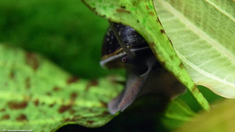 Amazon Sword Plant Care, Growth Rate, Roots & Leaves