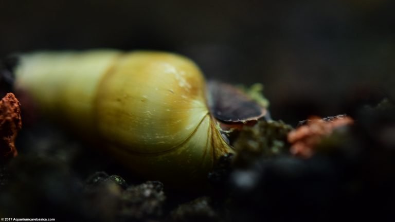 Malaysian Trumpet Snails: Care, Food, Size & Lifespan - Video