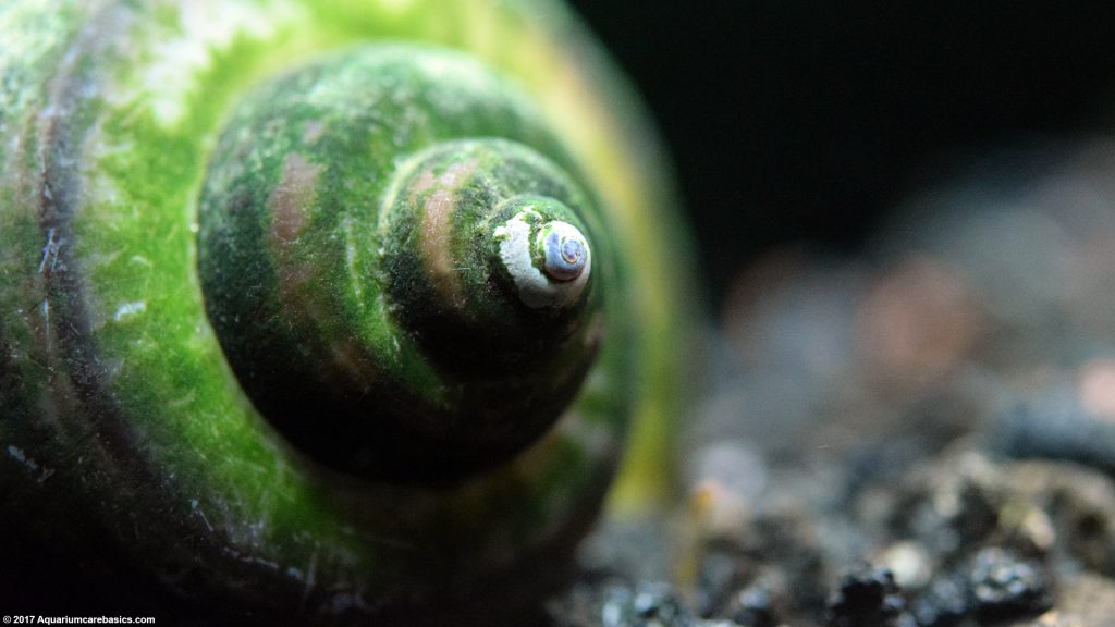 Mystery Snail Care, Diet, Feeding, Shell Size & Tankmates - Video