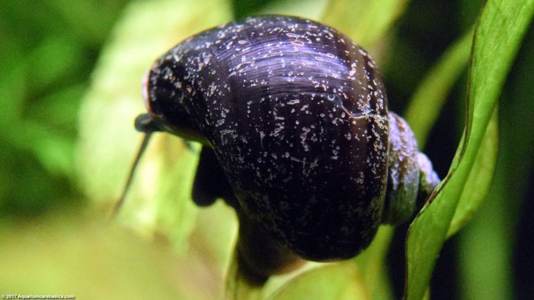 Mystery Snail Care, Diet, Feeding, Shell Size & Tankmates - Video