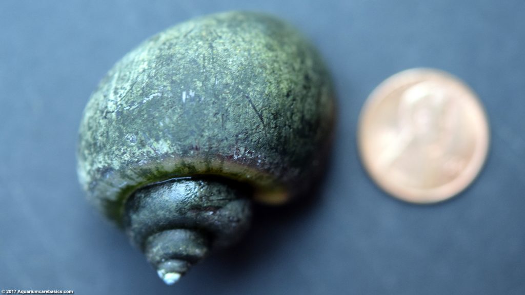 Mystery Snail Care, Diet, Feeding, Shell Size & Tankmates - Video