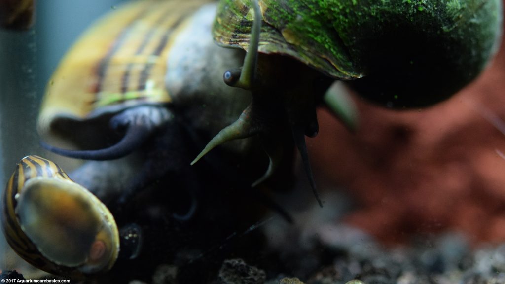 Mystery Snail Care, Diet, Feeding, Shell Size & Tankmates - Video
