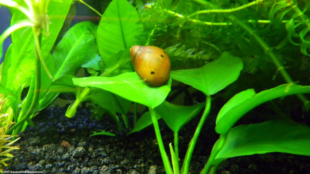 Nerite Snails: Algae Eating, Care, Lifespan, Eggs - Video
