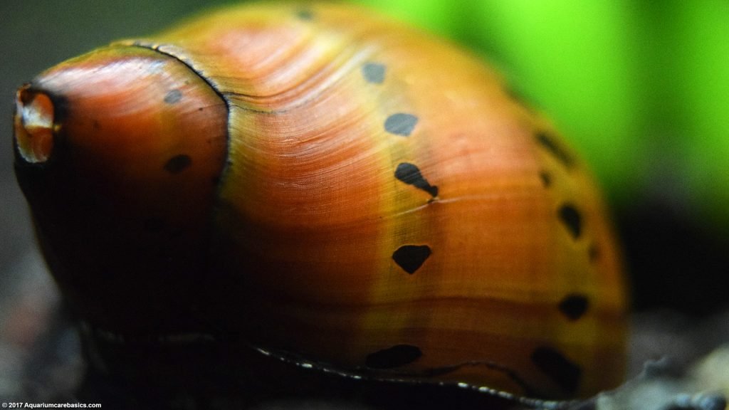 Nerite Snails: Algae Eating, Care, Lifespan, Eggs - Video