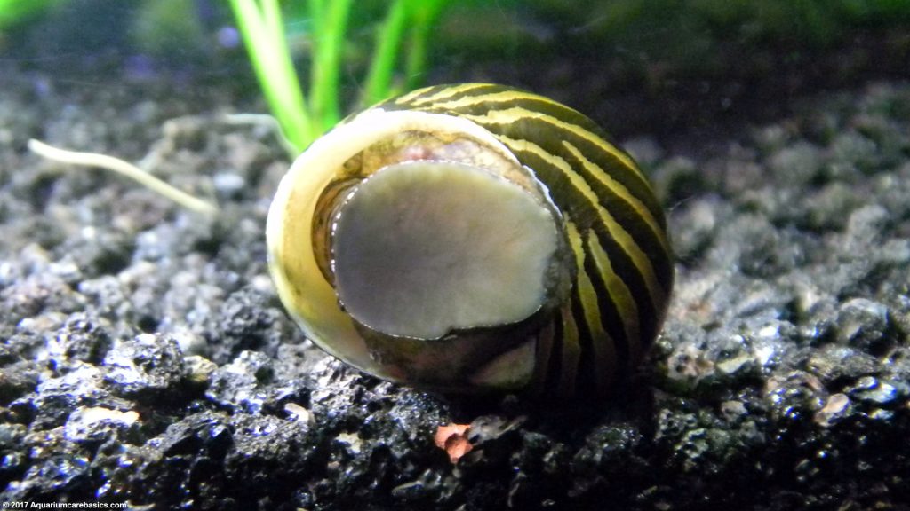 Is Adding Nerite Snails To A Newly Setup Tank A Good Idea?