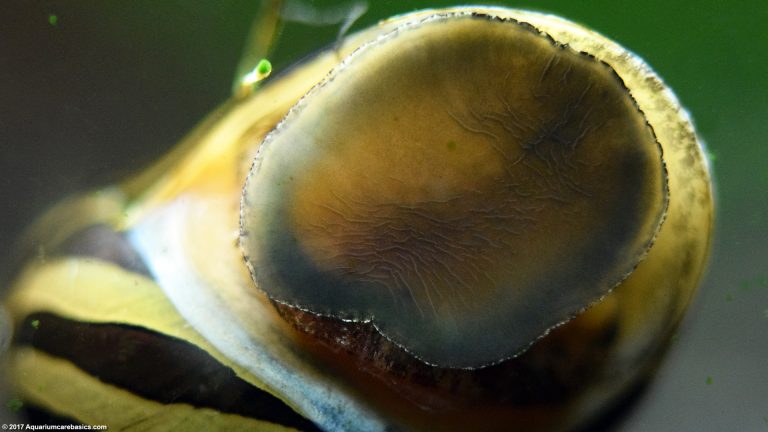 Nerite Snails: Algae Eating, Care, Lifespan, Eggs - Video