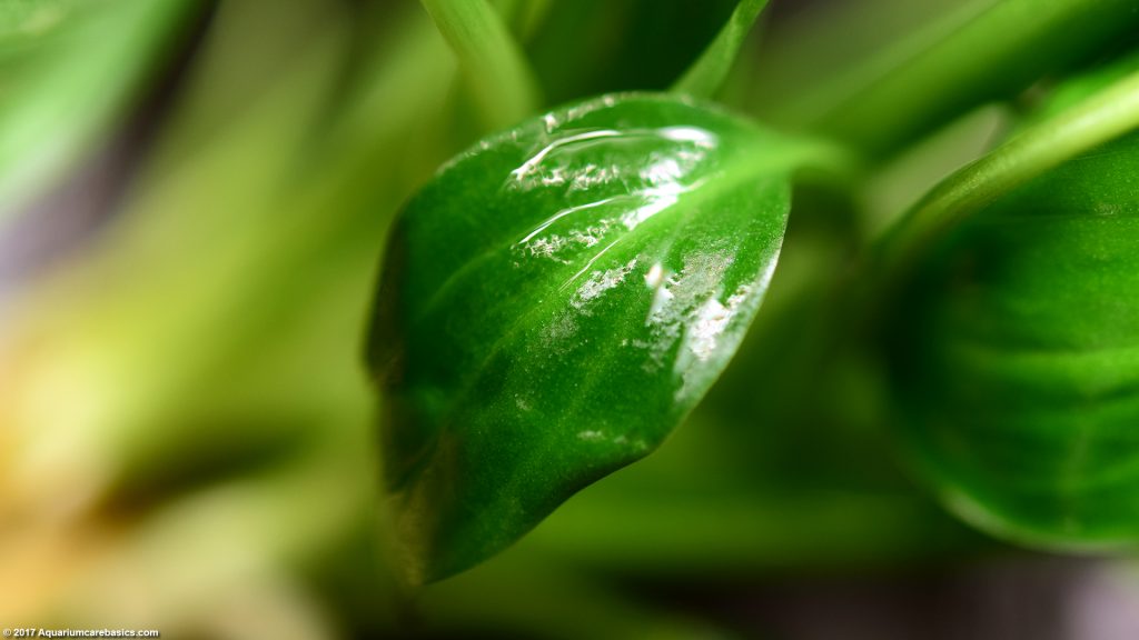 Brazilian Sword Plant Care: Issues In Freshwater Tanks