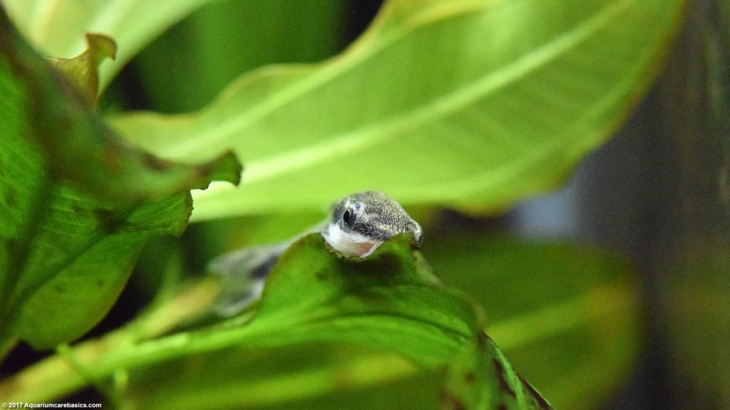 Otocinclus Catfish: Care, Food, Size & Algae Eating - Video