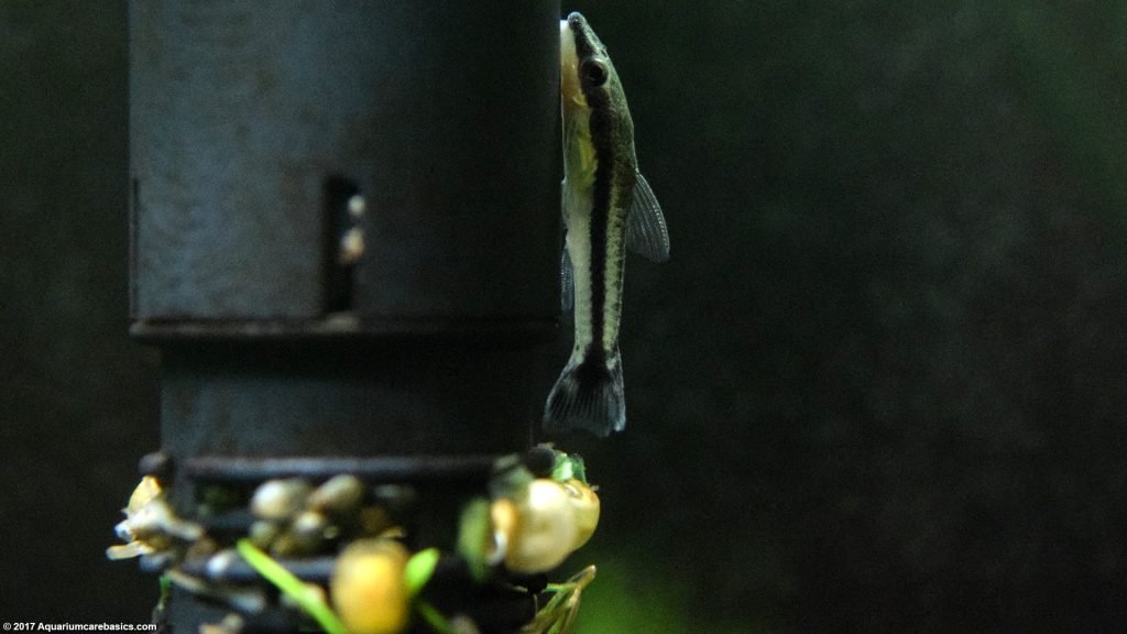 Otocinclus Catfish: Care, Food, Size & Algae Eating - Video