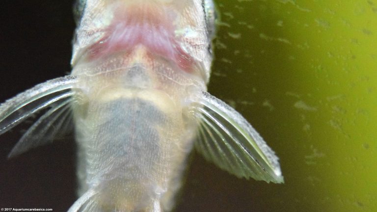 Otocinclus Catfish: Care, Food, Size & Algae Eating - Video