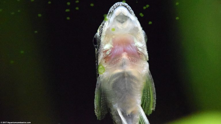 Otocinclus Catfish: Care, Food, Size & Algae Eating - Video