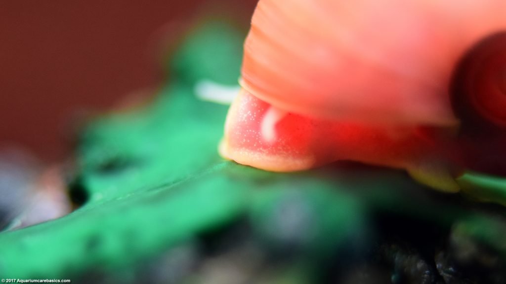 Ramshorn Snail Care, Size, Food, Reproduction, Lifespan - Video