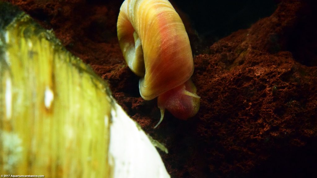 Ramshorn Snail Care, Size, Food, Reproduction, Lifespan - Video