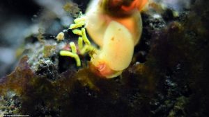 Ramshorn Snail Care, Size, Food, Reproduction, Lifespan - Video