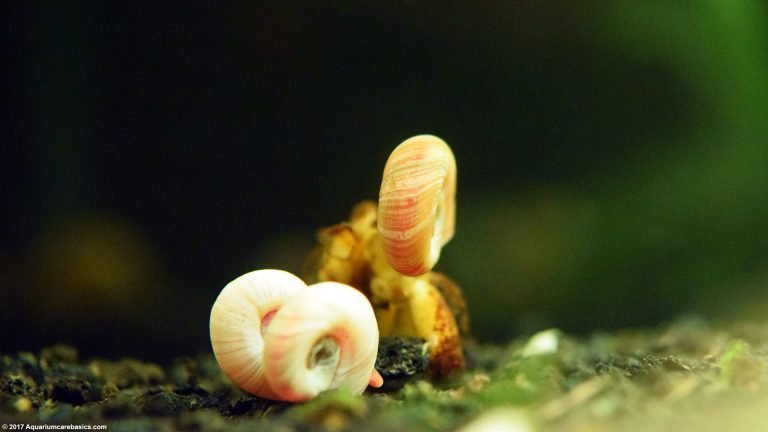 Ramshorn Snail Care, Size, Food, Reproduction, Lifespan - Video