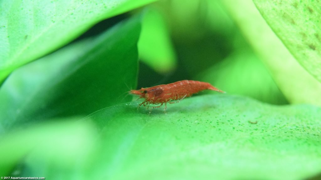 Red Cherry Shrimp, Care, Feeding, Tank Mates & Lifespan