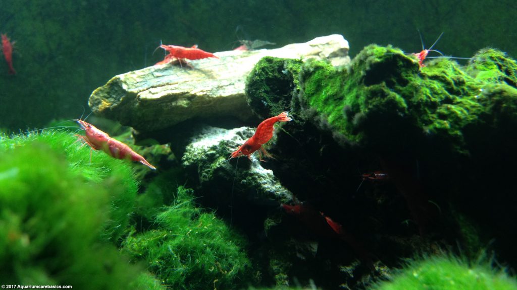 Keeping A Red Cherry Shrimp Tank for Freshwater Setups