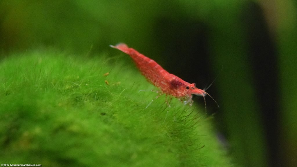 Red Cherry Shrimp, Care, Feeding, Tank Mates & Lifespan