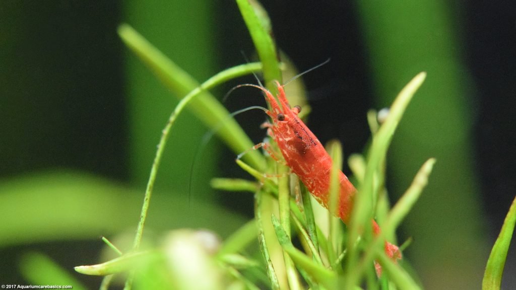 Red Cherry Shrimp, Care, Feeding, Tank Mates & Lifespan