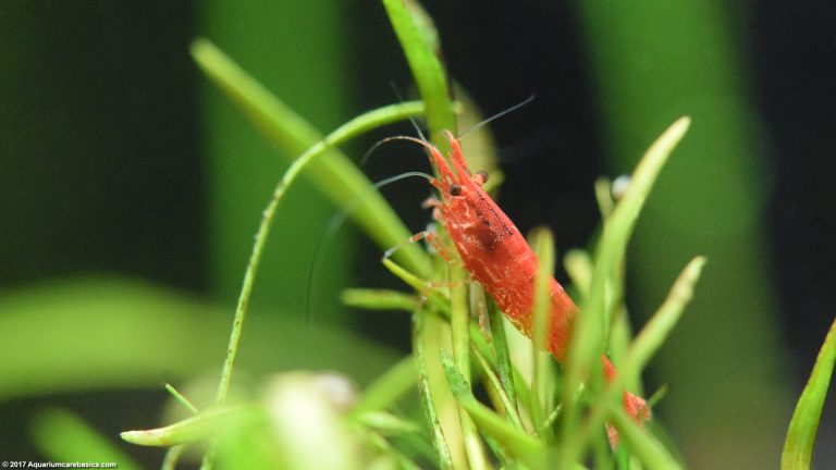 Red Cherry Shrimp, Care, Feeding, Tank Mates & Lifespan