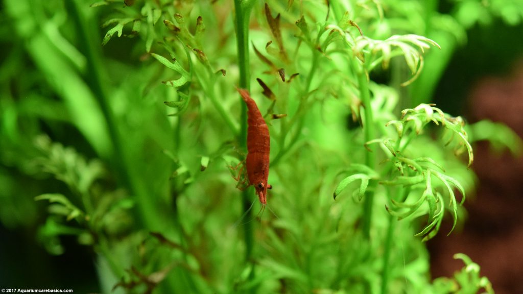 Freshwater Shrimp Can Be Great Additions To A Tank - Video