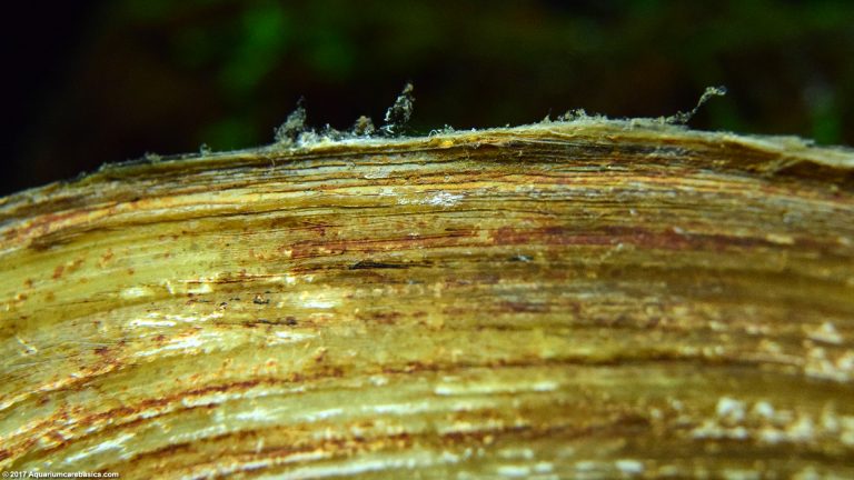 Asian Gold Clam: Care, Feeding, Size, Tank Mates - Video
