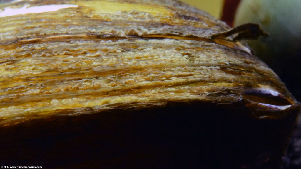 Freshwater Clams: Care, Food, Size, Lifespan & Tankmates - Video