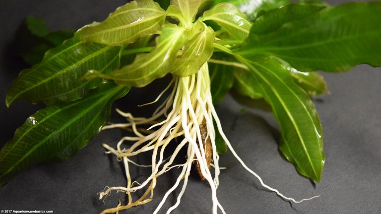 Amazon Sword Plant Care, Growth Rate, Roots & Leaves