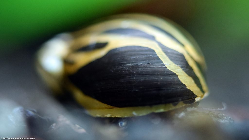 Nerite Snails: Algae Eating, Care, Lifespan, Eggs - Video