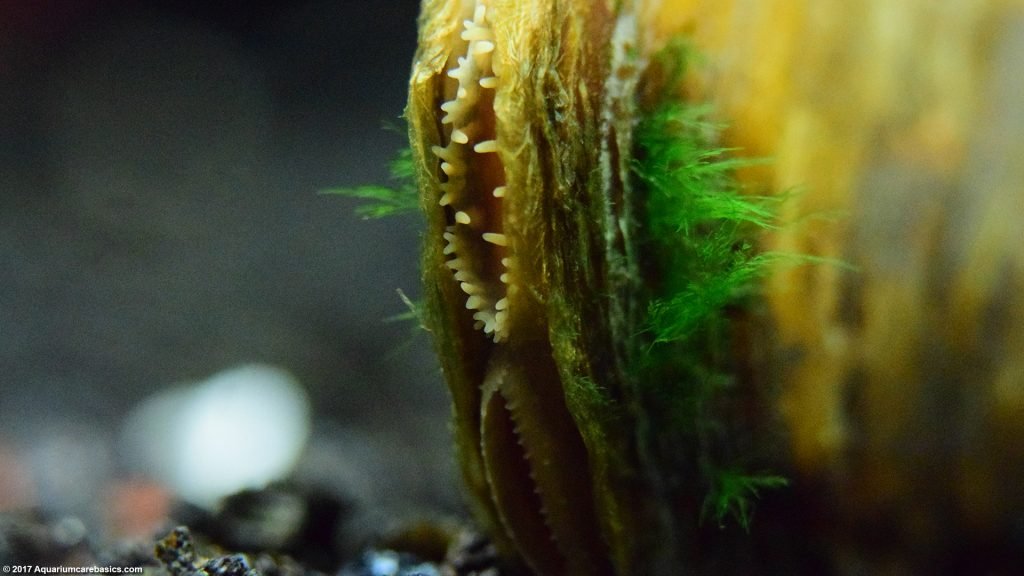 Asian Gold Clam: Care, Feeding, Size, Tank Mates - Video