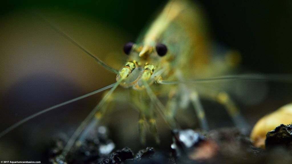 Amano Shrimp Feeding On Soft Algae in a Freshwater Tank