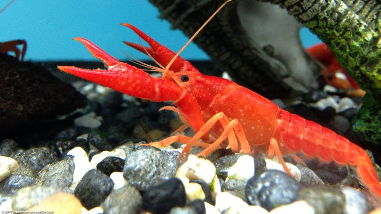 Aquarium Crayfish: Think About A Species Tank - Video