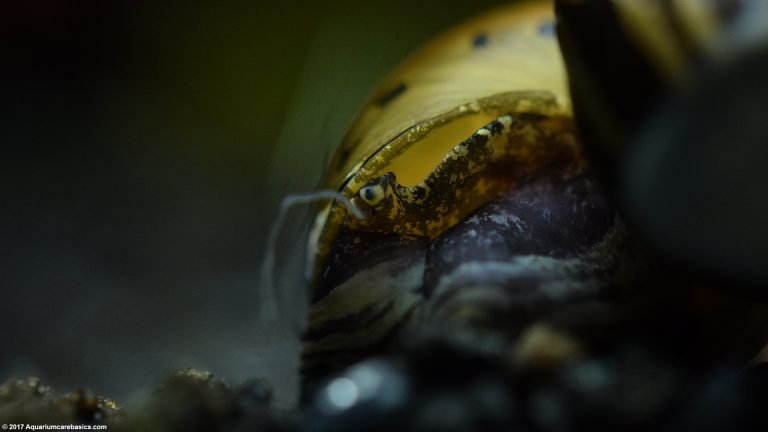Nerite Snails: Algae Eating, Care, Lifespan, Eggs - Video