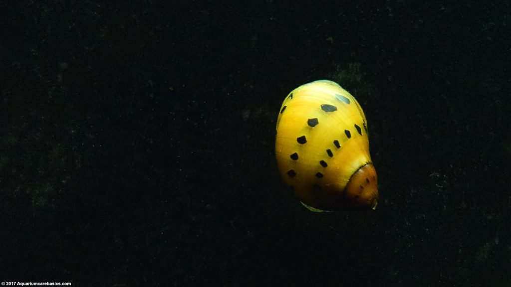 Aquarium Care Basics: 10 Keys To A Healthy Freshwater Fish Tank - Video