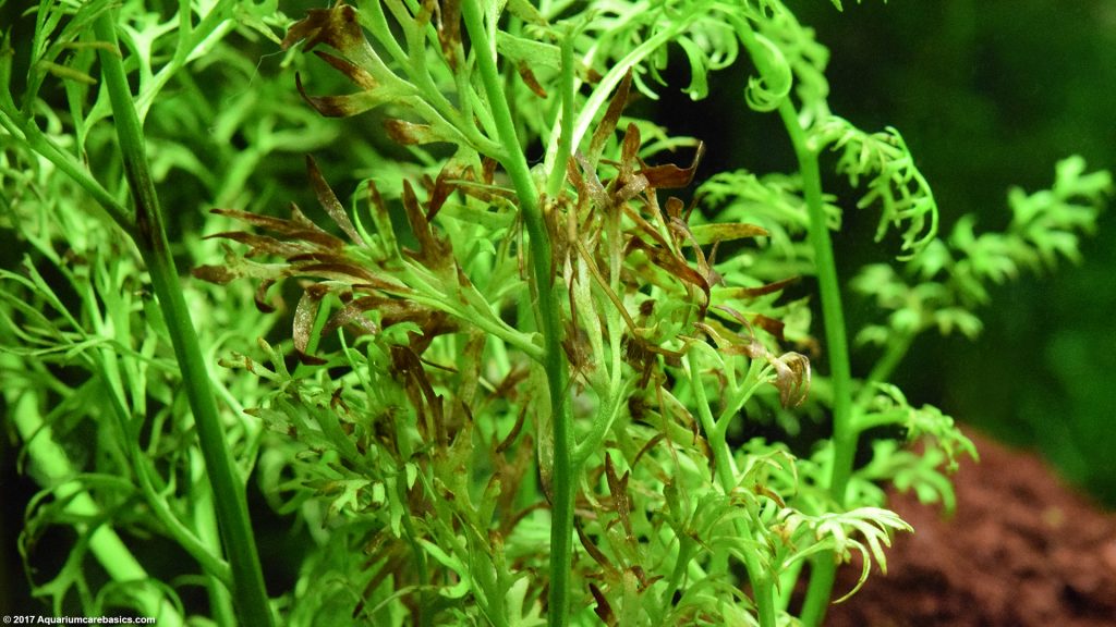 Water Sprite Plant Care, Floating Roots & Reproduction