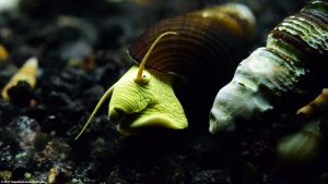 Rabbit Snail: Care, Breeding, Feeding, & Tankmates - Video
