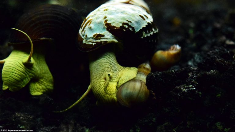 Malaysian Trumpet Snails: Care, Food, Size & Lifespan - Video